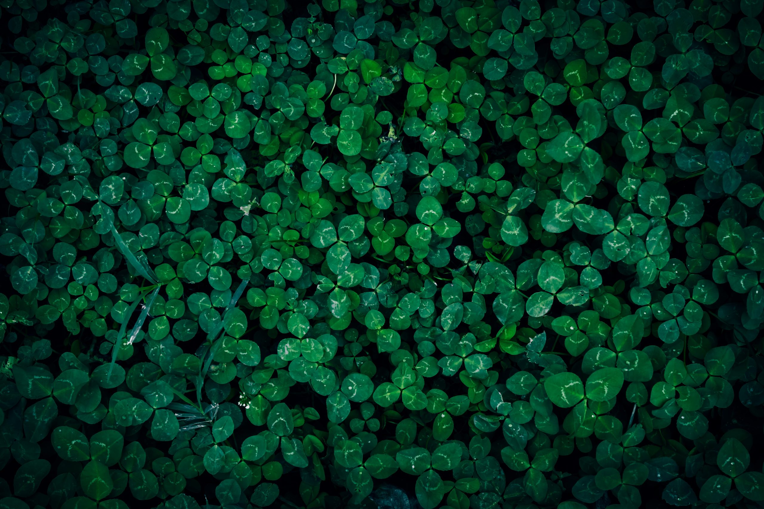 Will the Real St. Patty Please Stand Up? - Things Above Us